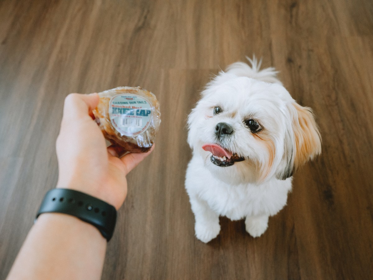 FAQ - Chasing our Tails