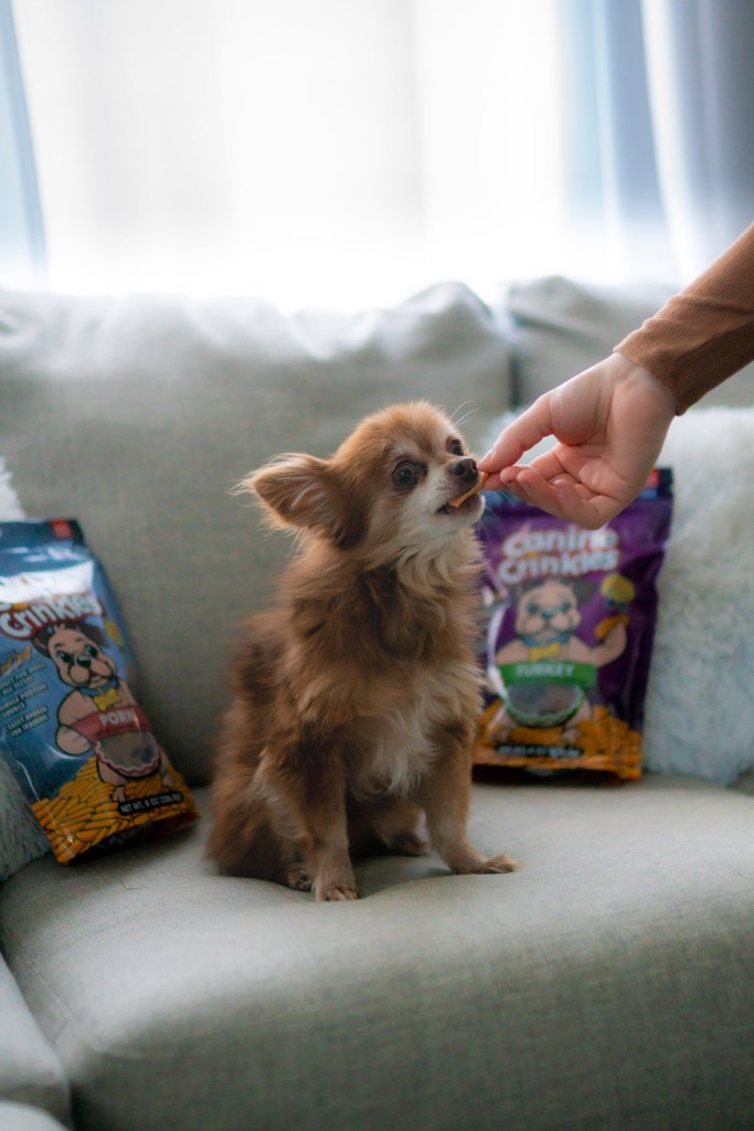 Why Choose Us - Chasing our Tails