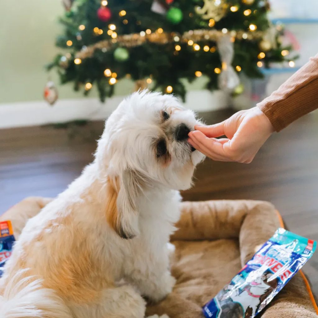 Why Choose Us - Chasing our Tails